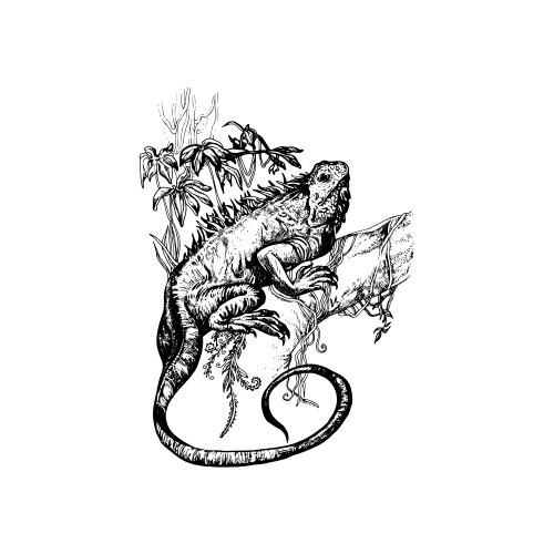 Lizard Outline Vector Images (over 5,300)