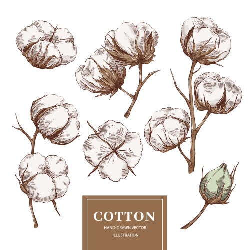 Cotton Vector Images (over 180,000)