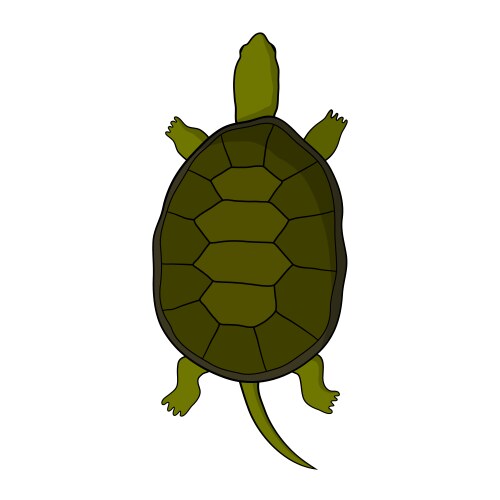 Turtle Top View Vector Images (over 200)