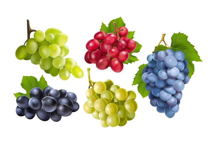 Realistic grape set Royalty Free Vector Image - VectorStock