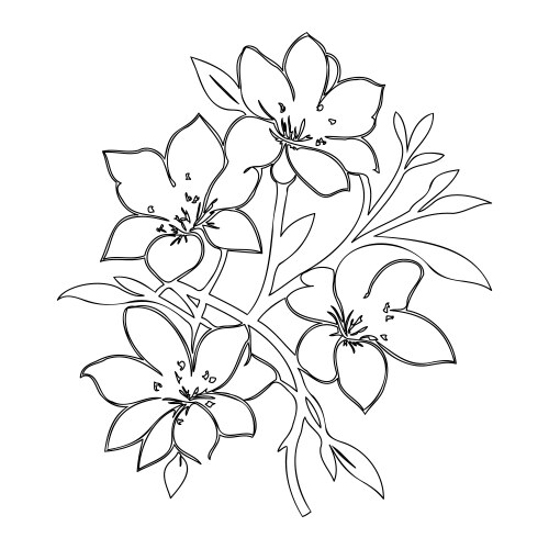 Sakura flower outline sketch Royalty Free Vector Image