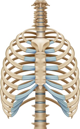 Anatomical chest drawings Royalty Free Vector Image