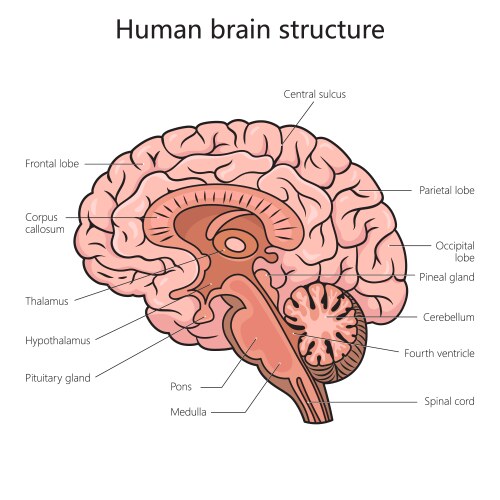 Structure of human brain section schematic Vector Image
