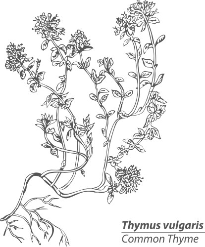 Thymus Plant Drawing