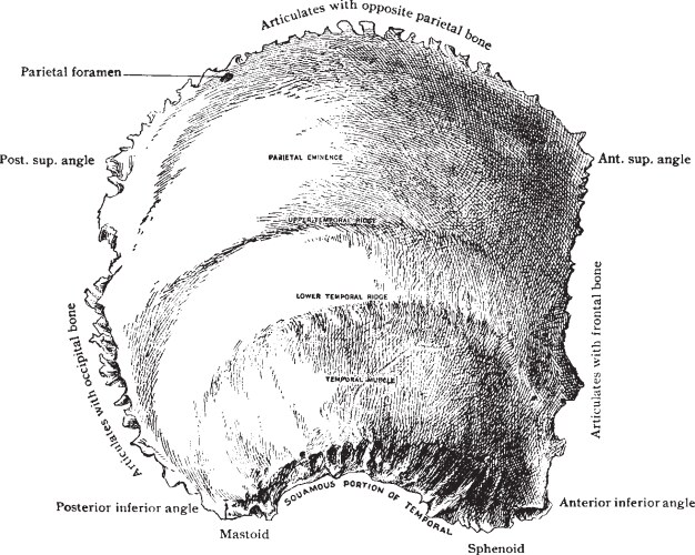 Parietal Bone Vector Images (over 110)