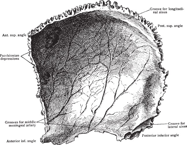 Parietal Bone Vector Images (over 110)