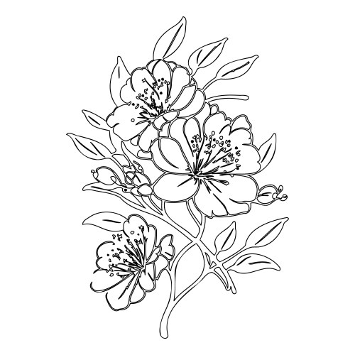Sakura flower outline sketch Royalty Free Vector Image