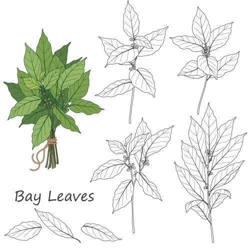 Set of leaves Royalty Free Vector Image - VectorStock