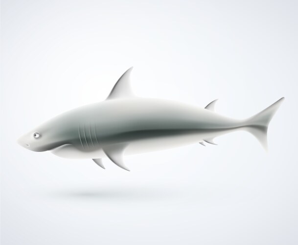 Shark Royalty Free Vector Image - VectorStock