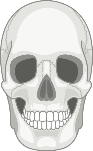 Simple Skulls Vector Images (over 11,000)
