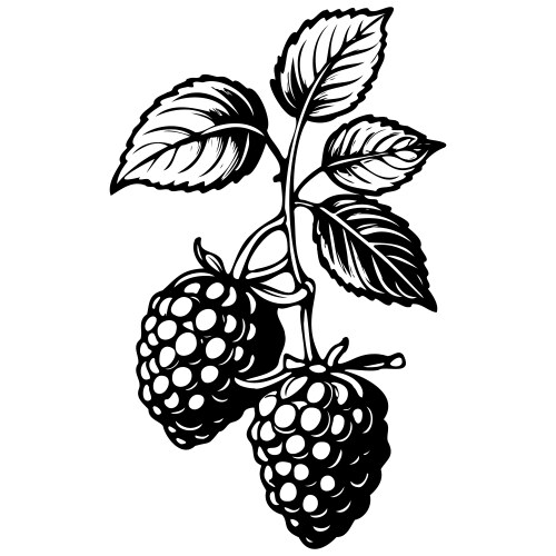 Drawing fruit fig hand drawn transparent Vector Image