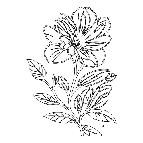 Sakura flower outline sketch Royalty Free Vector Image