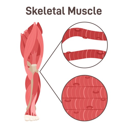 Skeletal Muscle Vector Images (over 3,200)