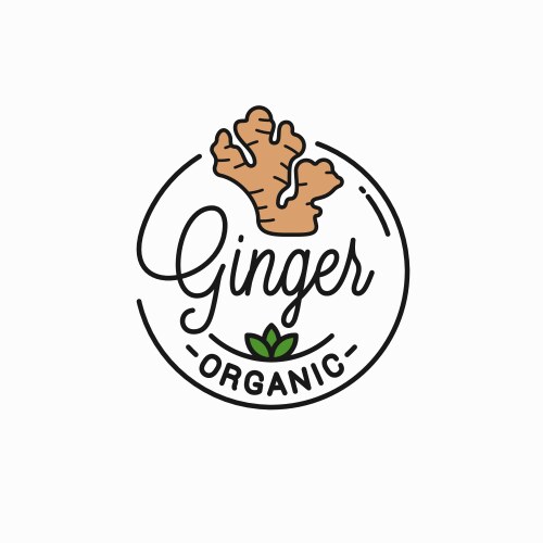 Ginger root logo round linear logo of ginger Vector Image