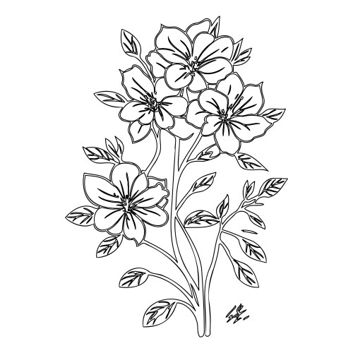 Sakura flower outline sketch Royalty Free Vector Image