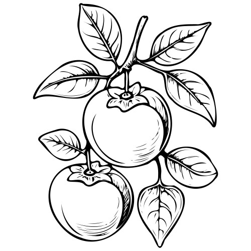 Black indian persimmon drawing realistic hand Vector Image