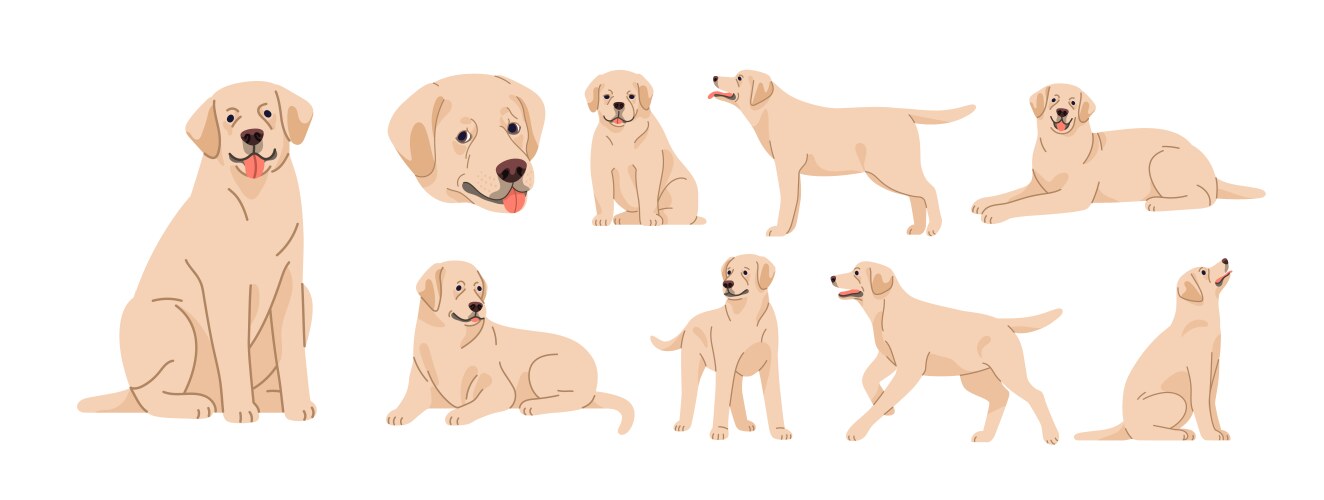 Labrador Profile Vector Images (over 800)