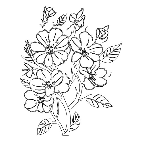 Sakura flower outline sketch Royalty Free Vector Image