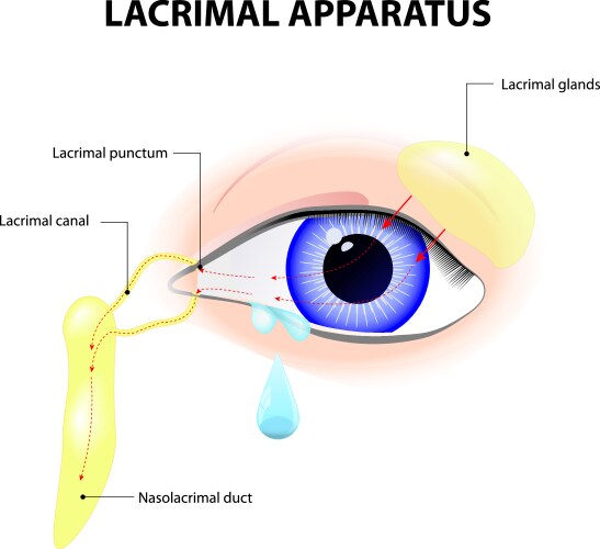 Human Tear Drainage System Anatomy Lacrimal Vector Image
