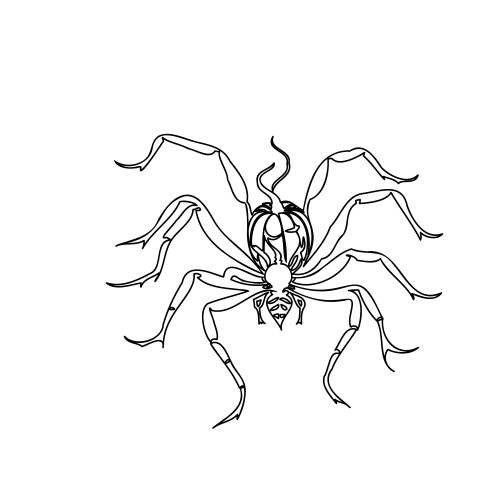 Spider halloween outline sketch Royalty Free Vector Image