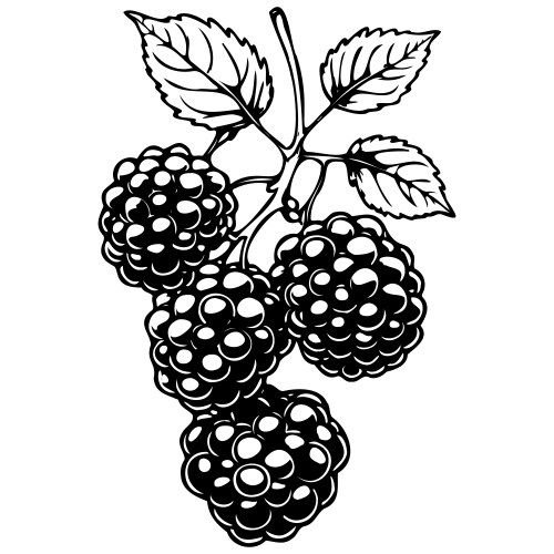 Apple and Blackberry Fruit Outline Vector Images (over 200)