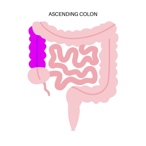 Human Intestine Anatomy Royalty Free Vector Image