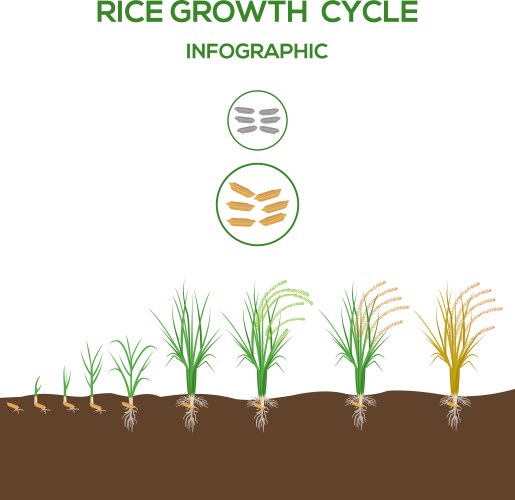 Rice Plant Vector Images (over 17,000)
