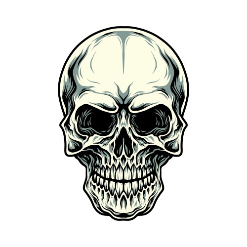 Human skull Royalty Free Vector Image - VectorStock