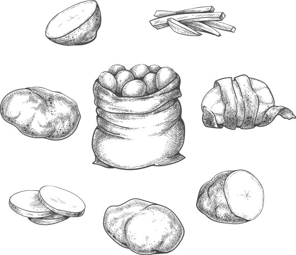 Potato Line Drawing Potato Line Drawing Photos, Images & Pictures