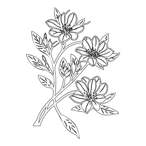 Sakura flower outline sketch Royalty Free Vector Image