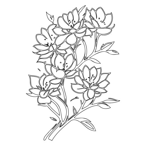 Sakura flower outline sketch Royalty Free Vector Image