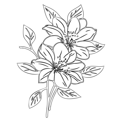 Sakura flower outline sketch Royalty Free Vector Image
