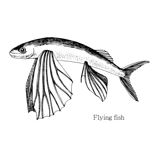 Flying Fish Vector Images (over 11,000)