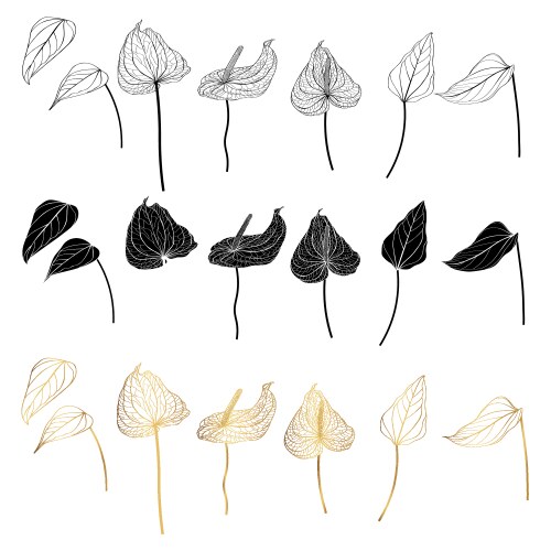 Anthurium Vector Images (over 1,200)