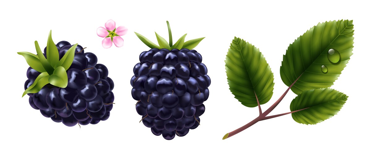 Realistic blackberry frame Royalty Free Vector Image