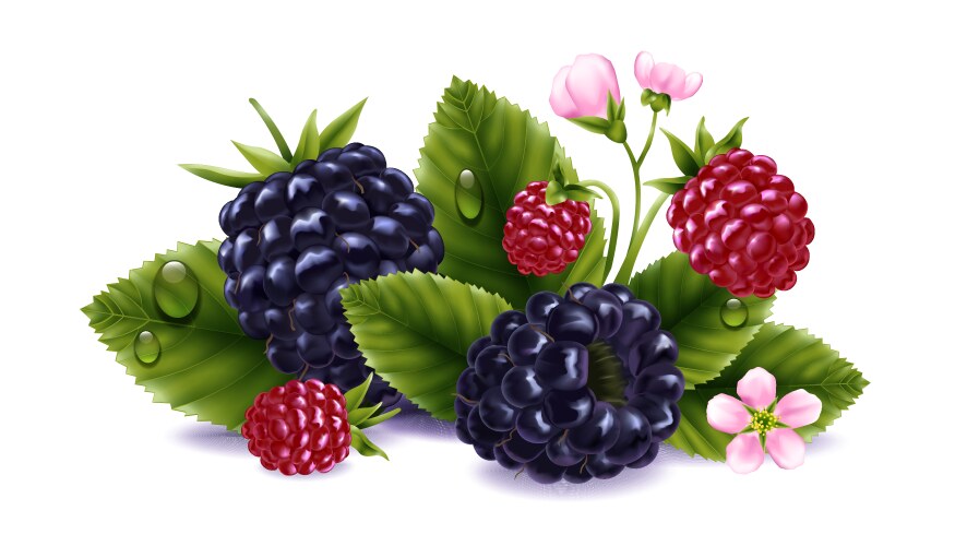 Realistic blackberry frame Royalty Free Vector Image