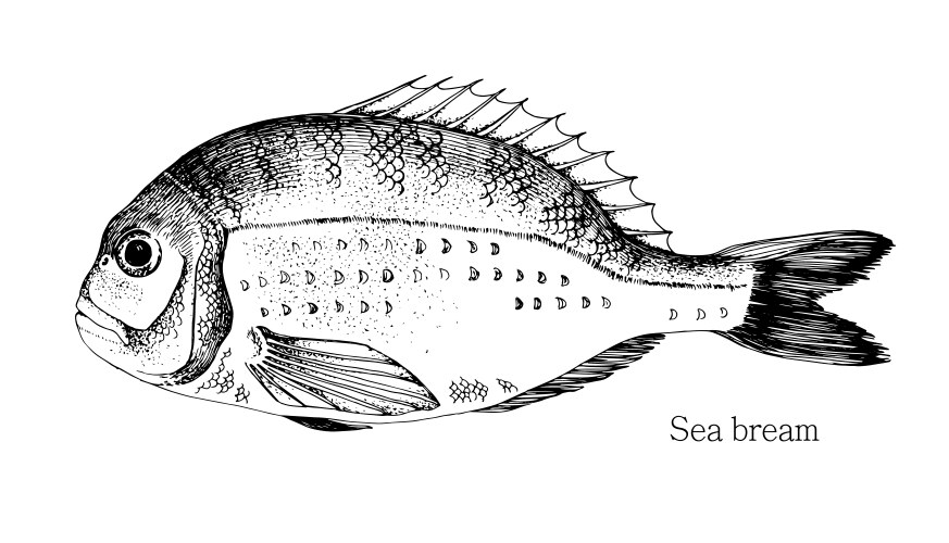 Gilt-head bream fish Royalty Free Vector Image