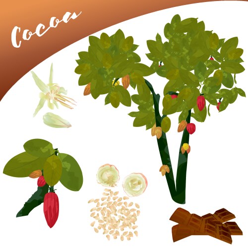 Cocoa tree Royalty Free Vector Image - VectorStock