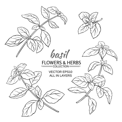 Basil plant frame Royalty Free Vector Image - VectorStock