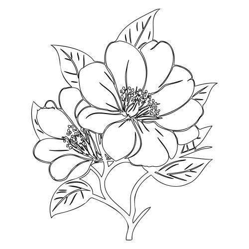 Sakura flower outline sketch Royalty Free Vector Image