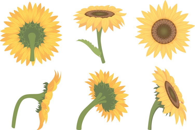Sunflower cartoon icons set Royalty Free Vector Image
