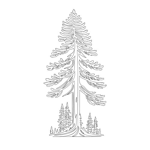 Pine tree nature outline sketch Royalty Free Vector Image