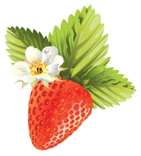 Strawberry bush Royalty Free Vector Image - VectorStock
