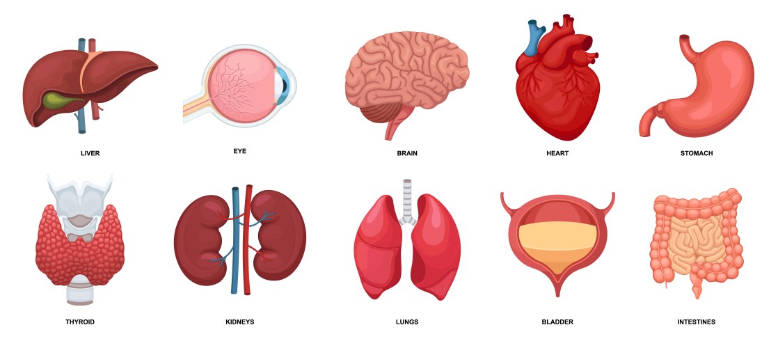 Human body internal organs anatomy system poster Vector Image
