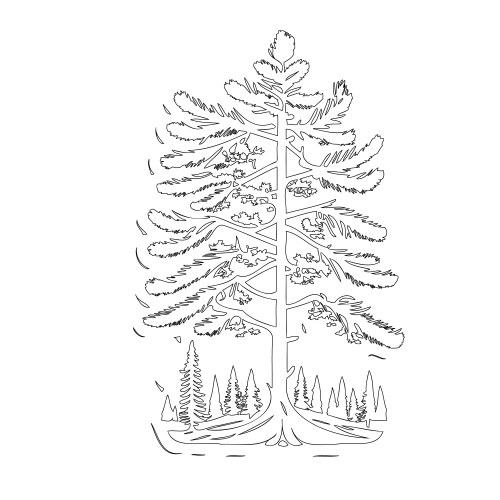 Pine tree nature outline sketch Royalty Free Vector Image