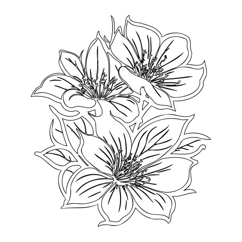 Sakura flower outline sketch Royalty Free Vector Image