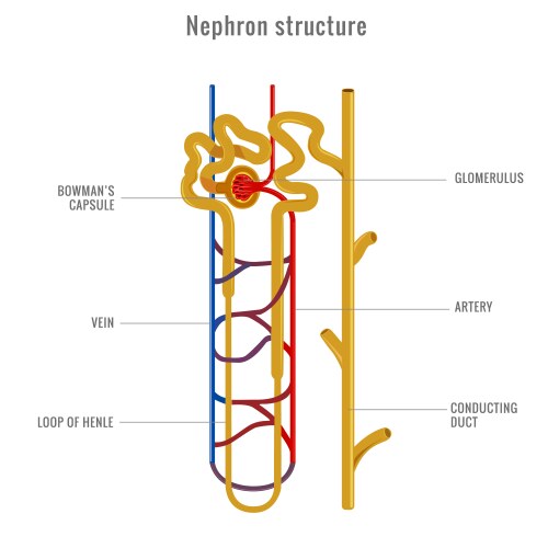 Kidney Nephron Vector Images (over 140)