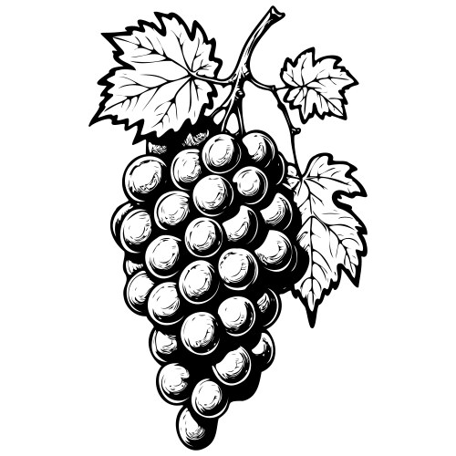 Sketches calamansi engraving drawing of fruit Vector Image