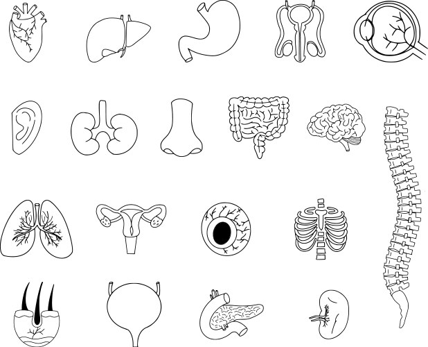 Human Body Internal Organ Vector Images (over 29,000)
