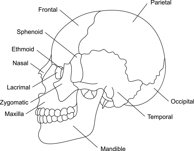 Human skull bones anatomy colored cranial parts Vector Image